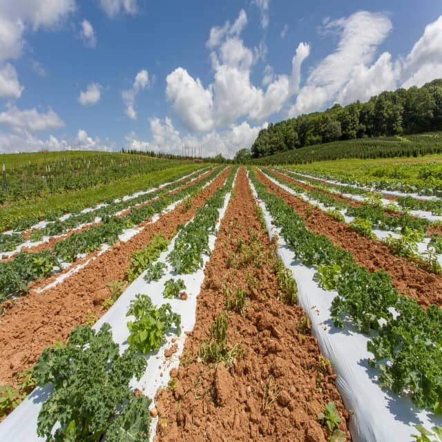 Mulch Application | Evergreen