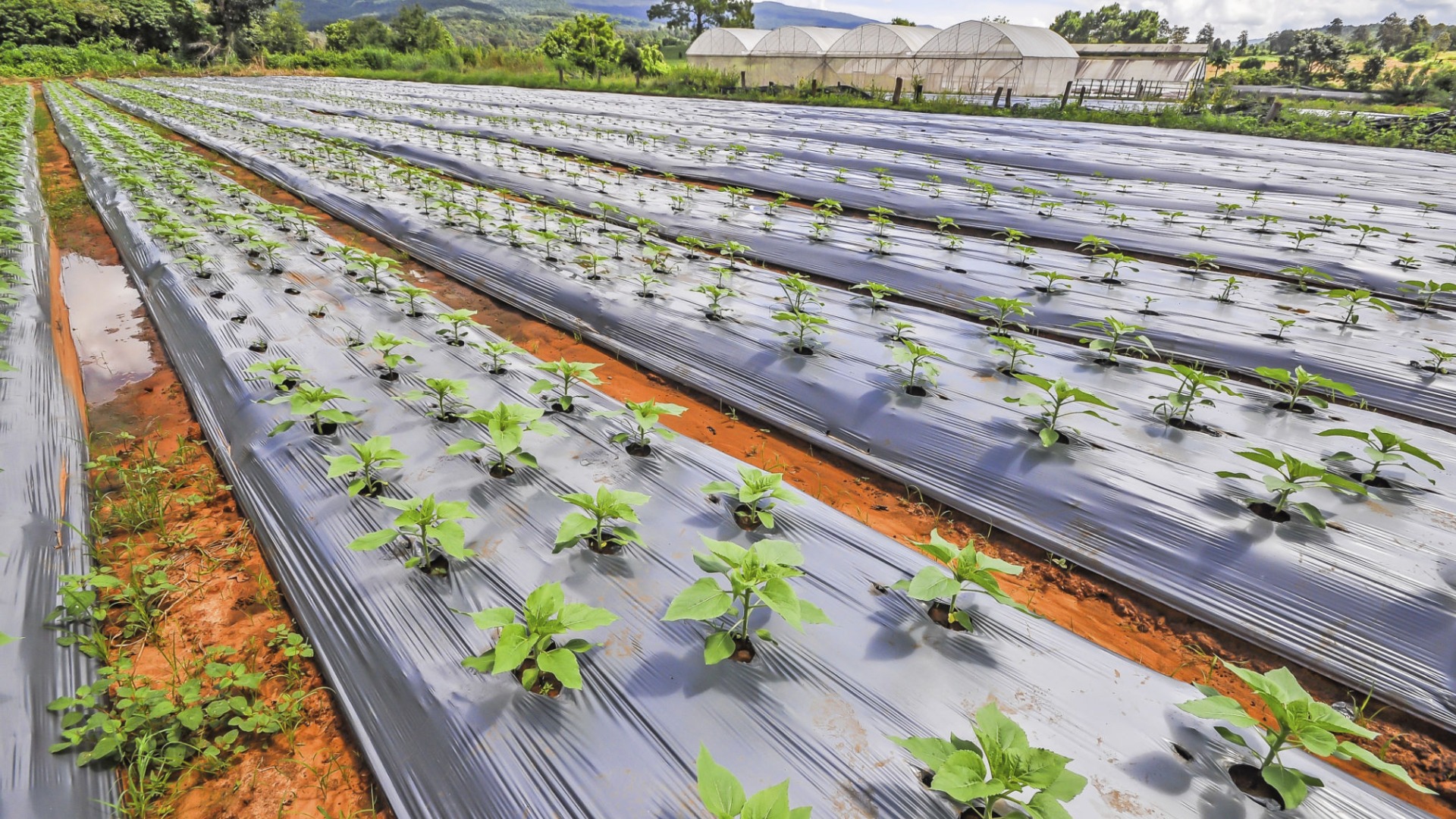 Evergreen Agro Polymer Industries Pvt. Ltd.